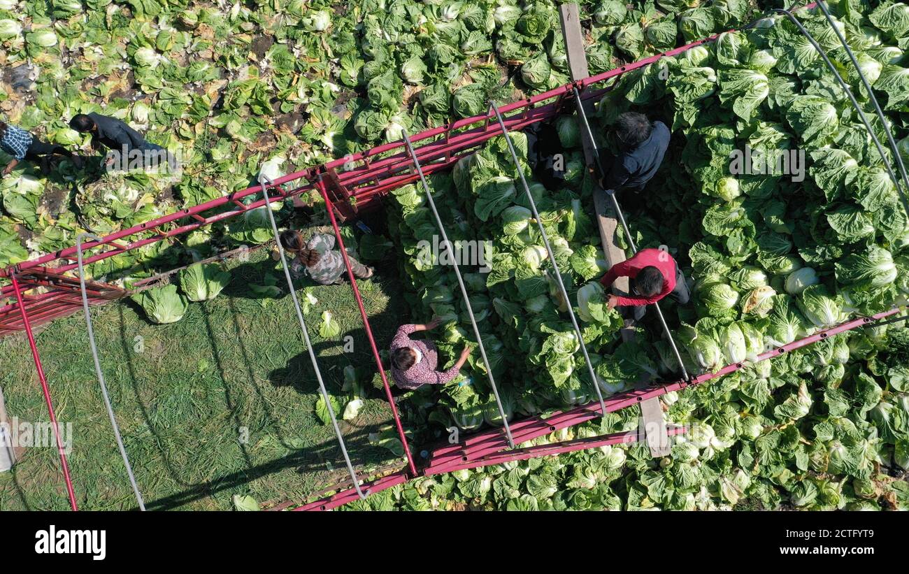 Aerial view of farmers harvesting Chinese cabbage in Hejing county in ...