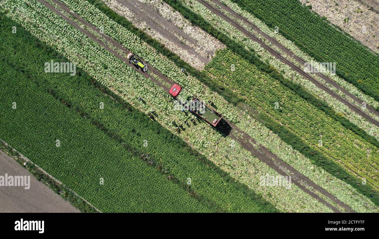 Aerial view of farmers harvesting Chinese cabbage in Hejing county in ...