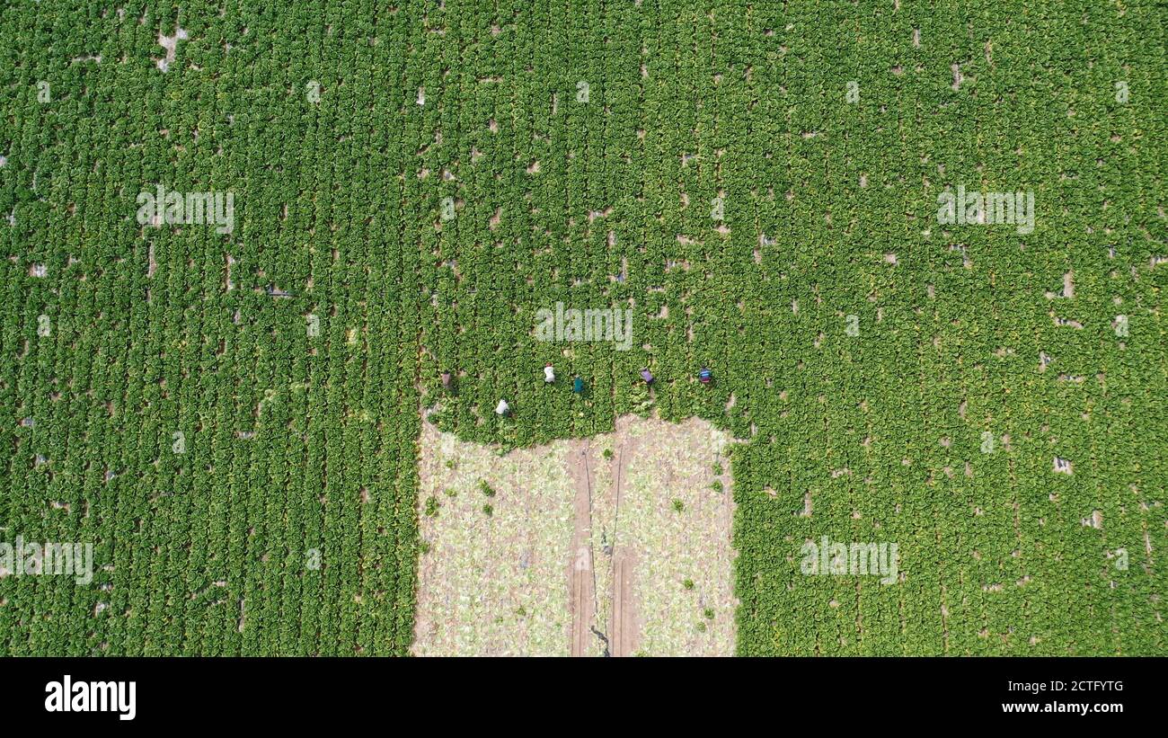 Aerial view of farmers harvesting Chinese cabbage in Hejing county in ...
