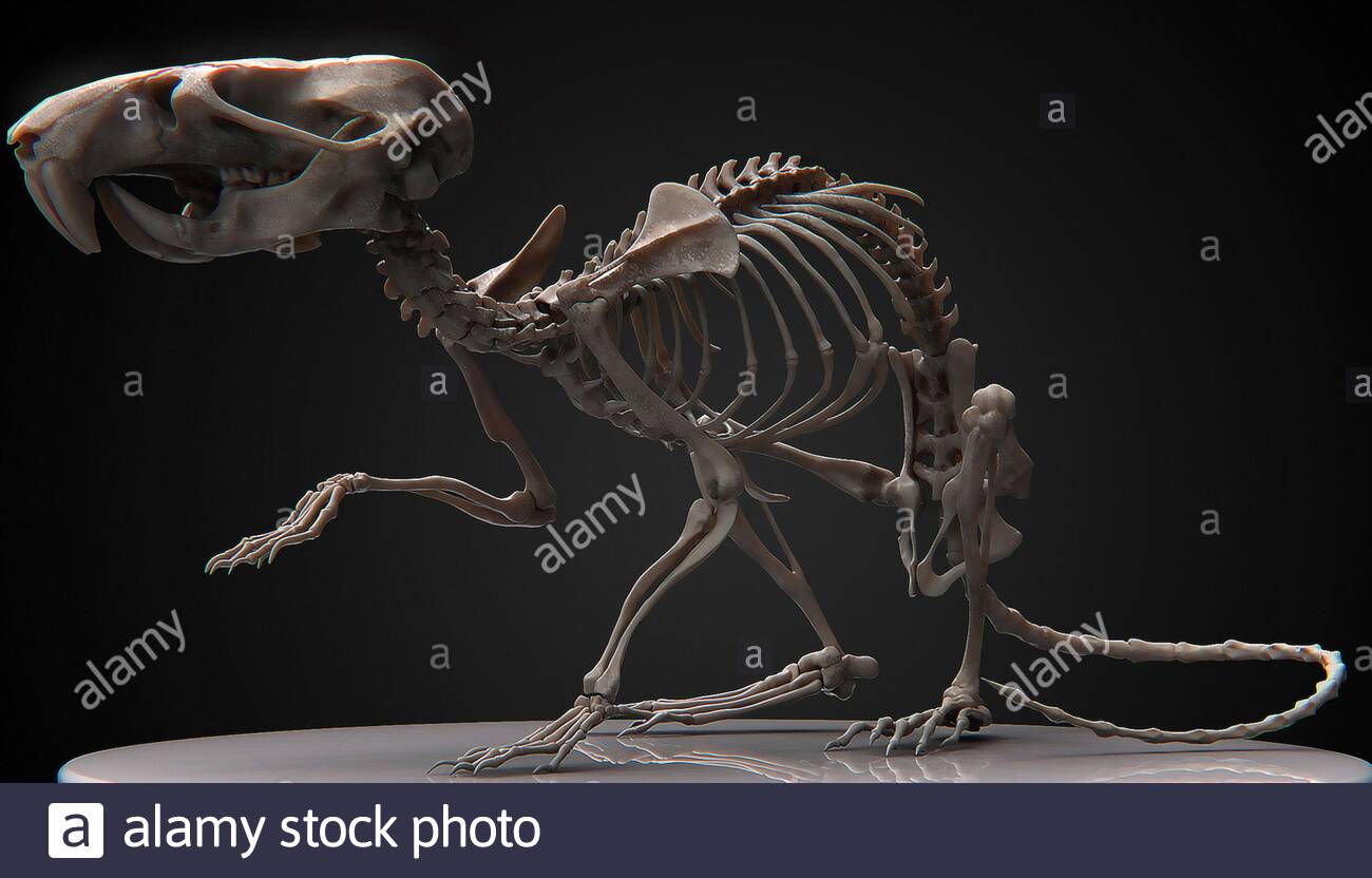 Mouse Skeleton High Resolution Stock Photography and Images - Alamy