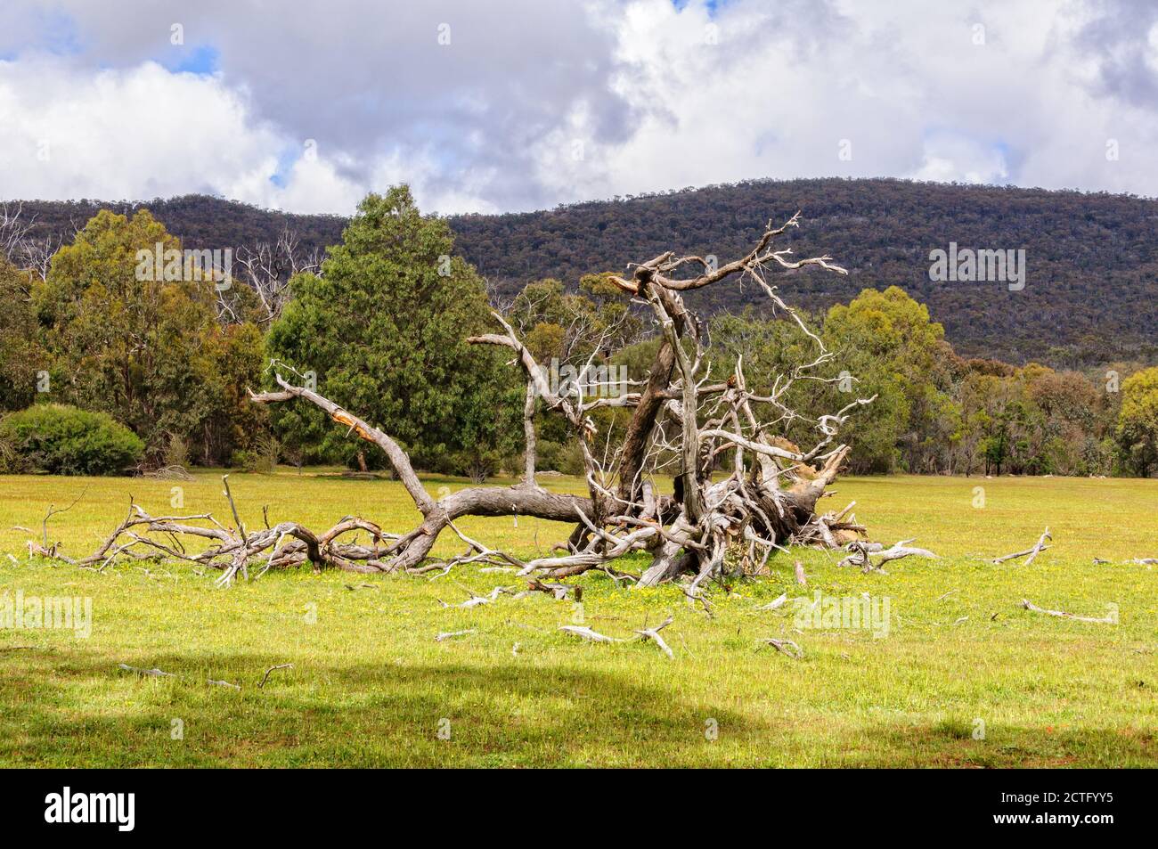 Fallen tree - Halls Gap Stock Photo - Alamy