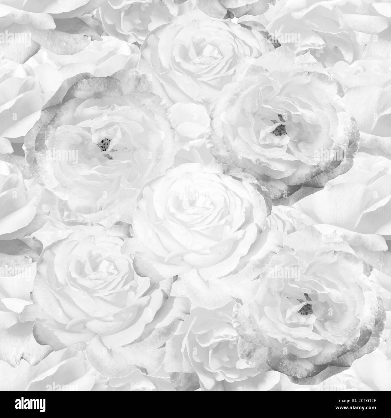 White monochrome seamless background with roses Stock Photo - Alamy