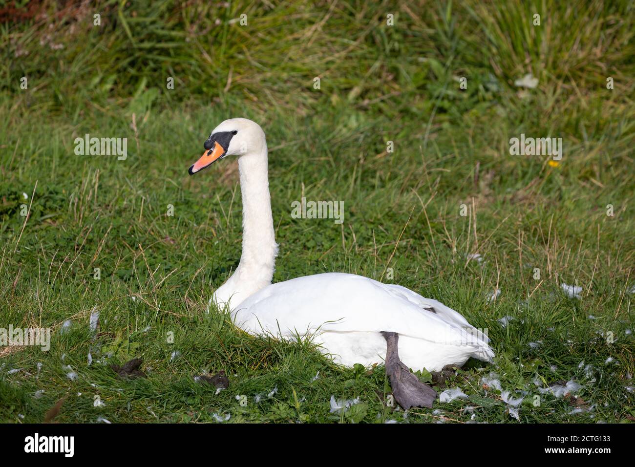 Swan enjoying the sunshine in Saltfleet Lincolnshire Stock Photo - Alamy