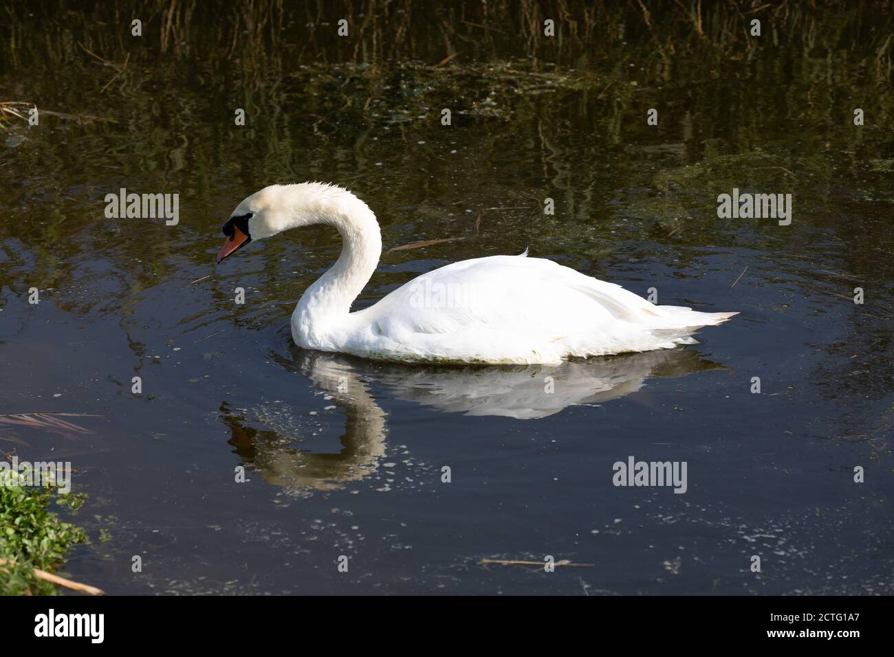 Swan enjoying the sunshine in Saltfleet Lincolnshire Stock Photo - Alamy