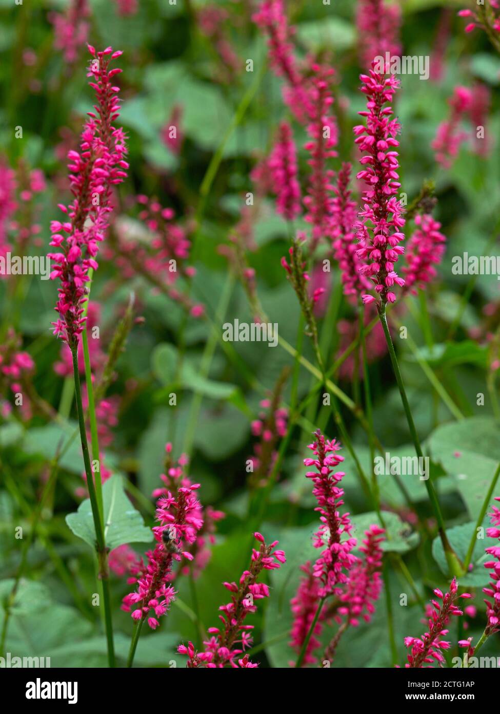 Polygonum amplexicaule hi-res stock photography and images - Alamy