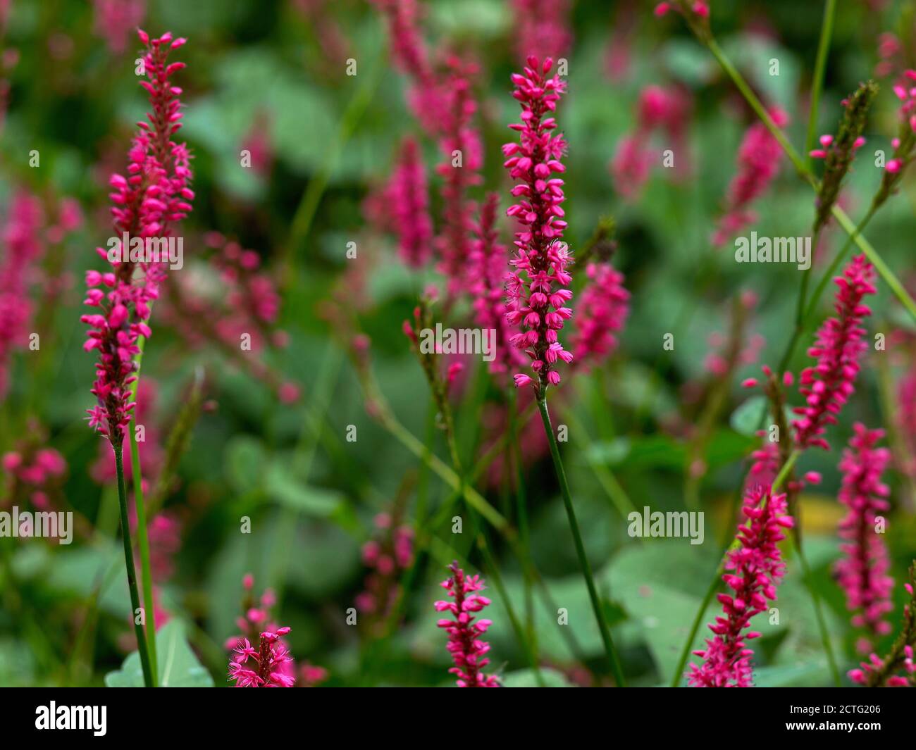 Polygonum amplexicaule 'Firetail' close up in a garden border Stock ...