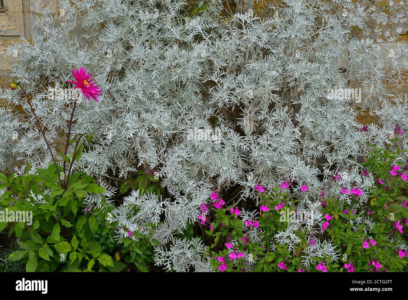 Cineraria Senecio 'Silver Dust' withvcontrasting Dahlia in aflower ...