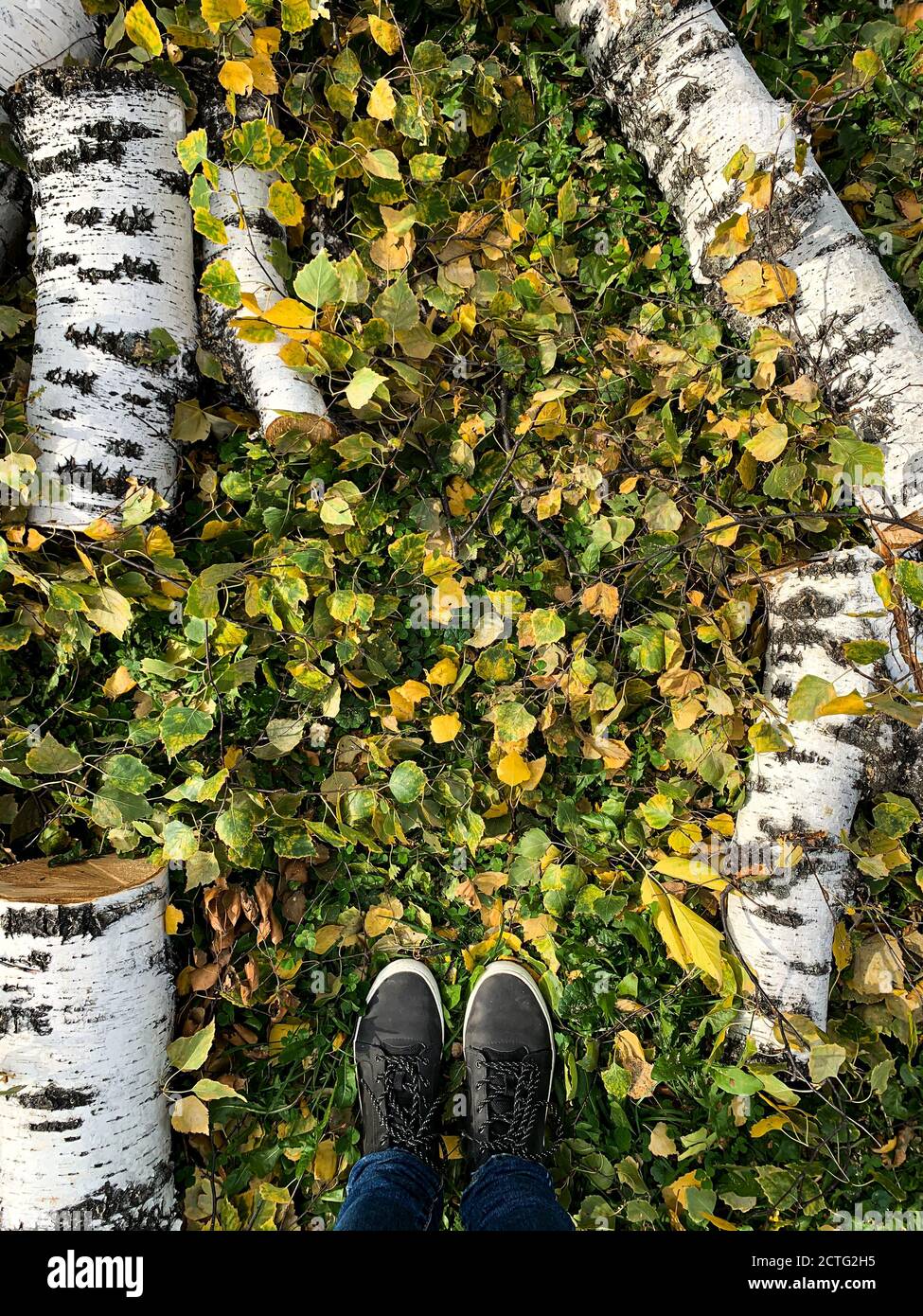 Birch log. Tree cut. High quality photo Stock Photo - Alamy