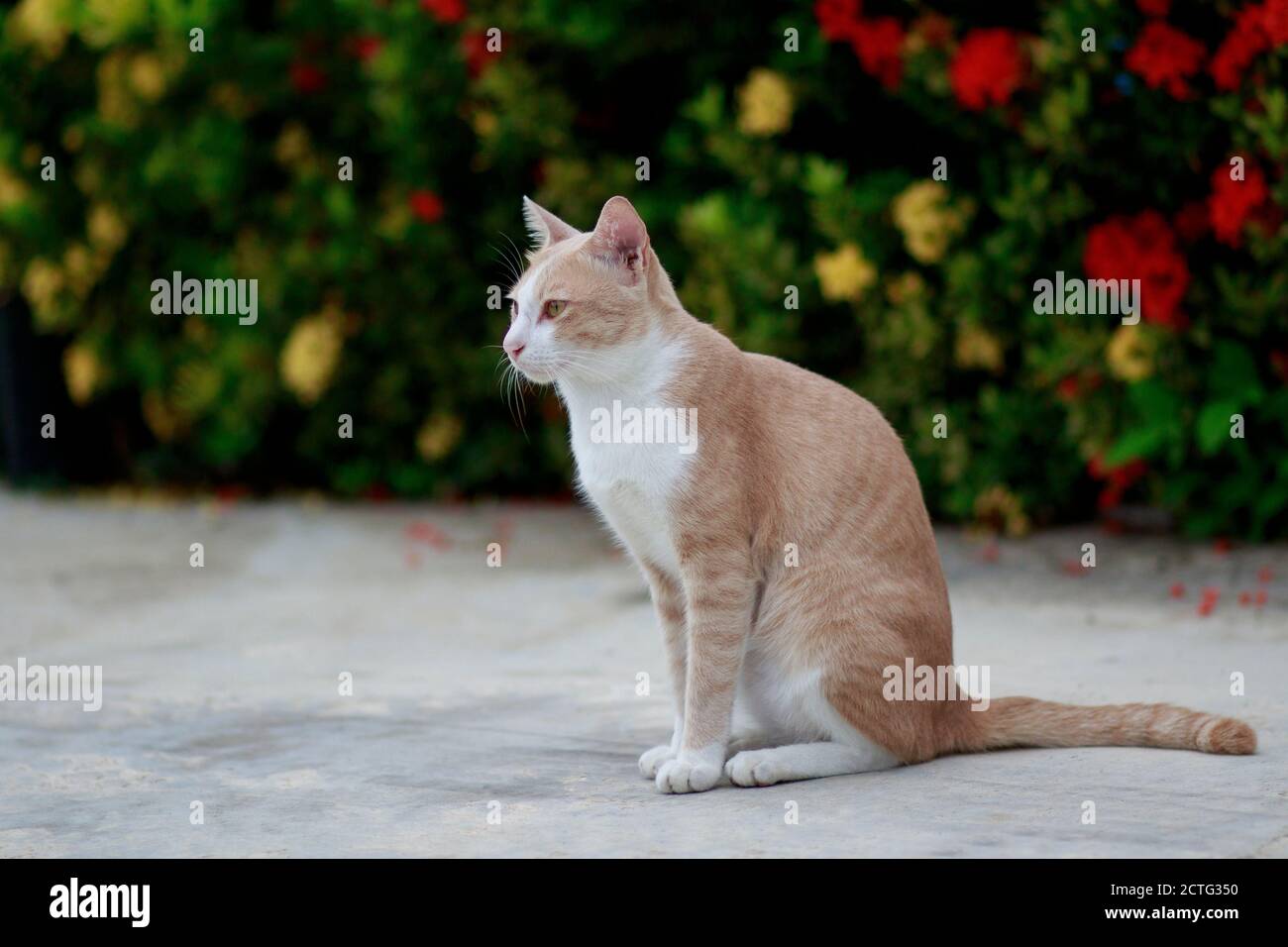 full body of thai domestic cat standing outdoor Stock Photo - Alamy
