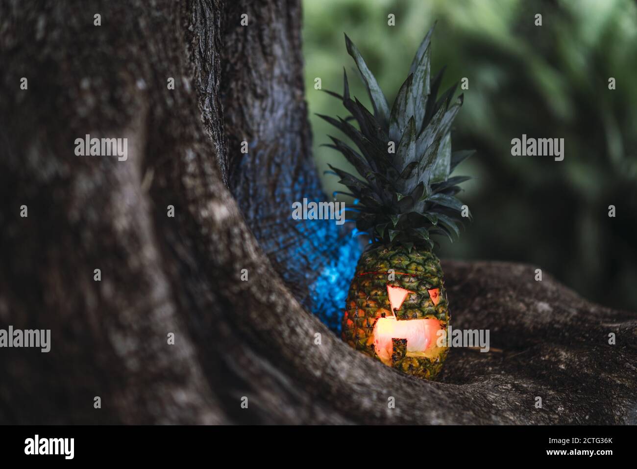 Halloween pineapple with a scary face on the roots of a tree Stock ...