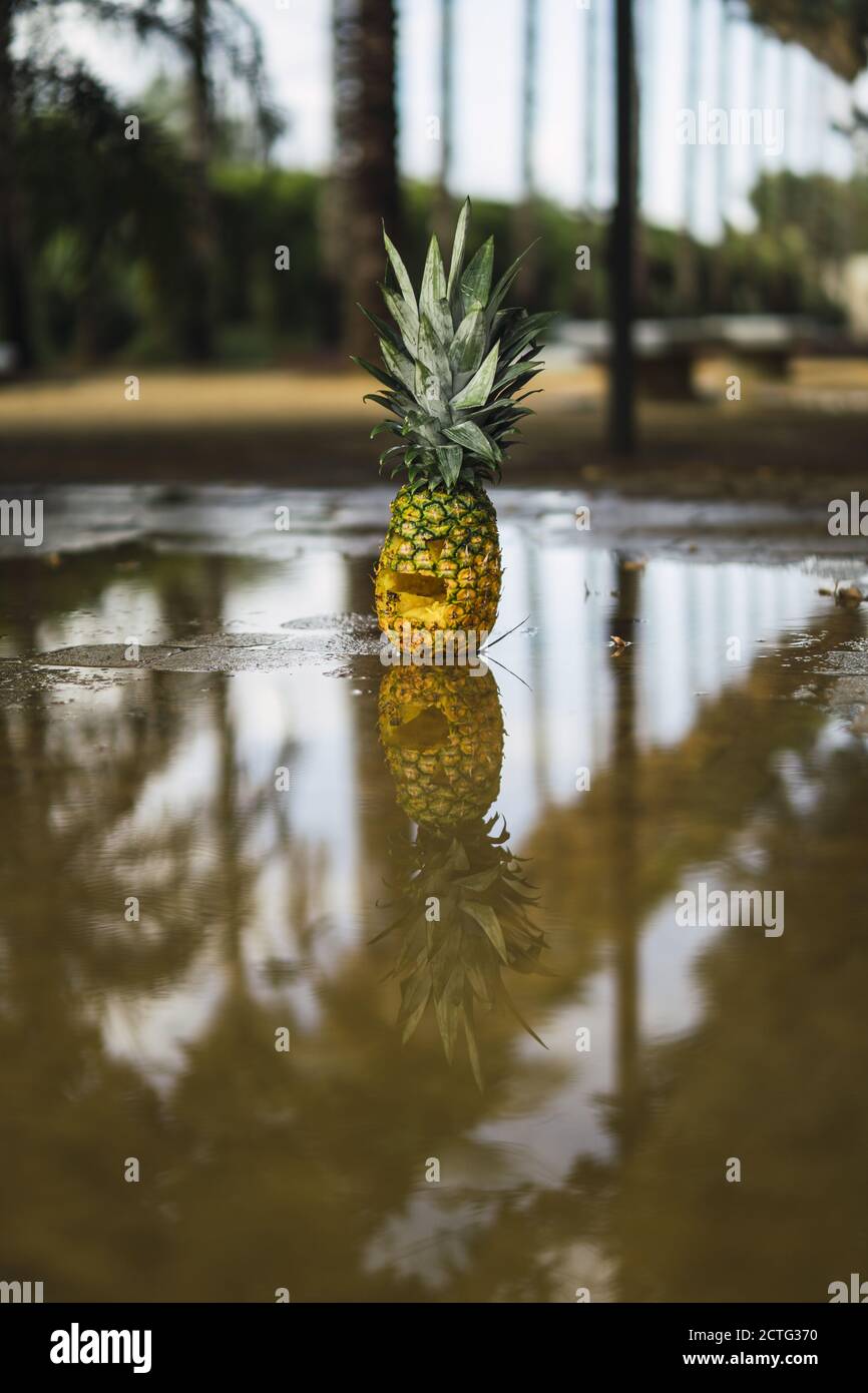 Halloween pineapple with a scary face in a mud Stock Photo - Alamy