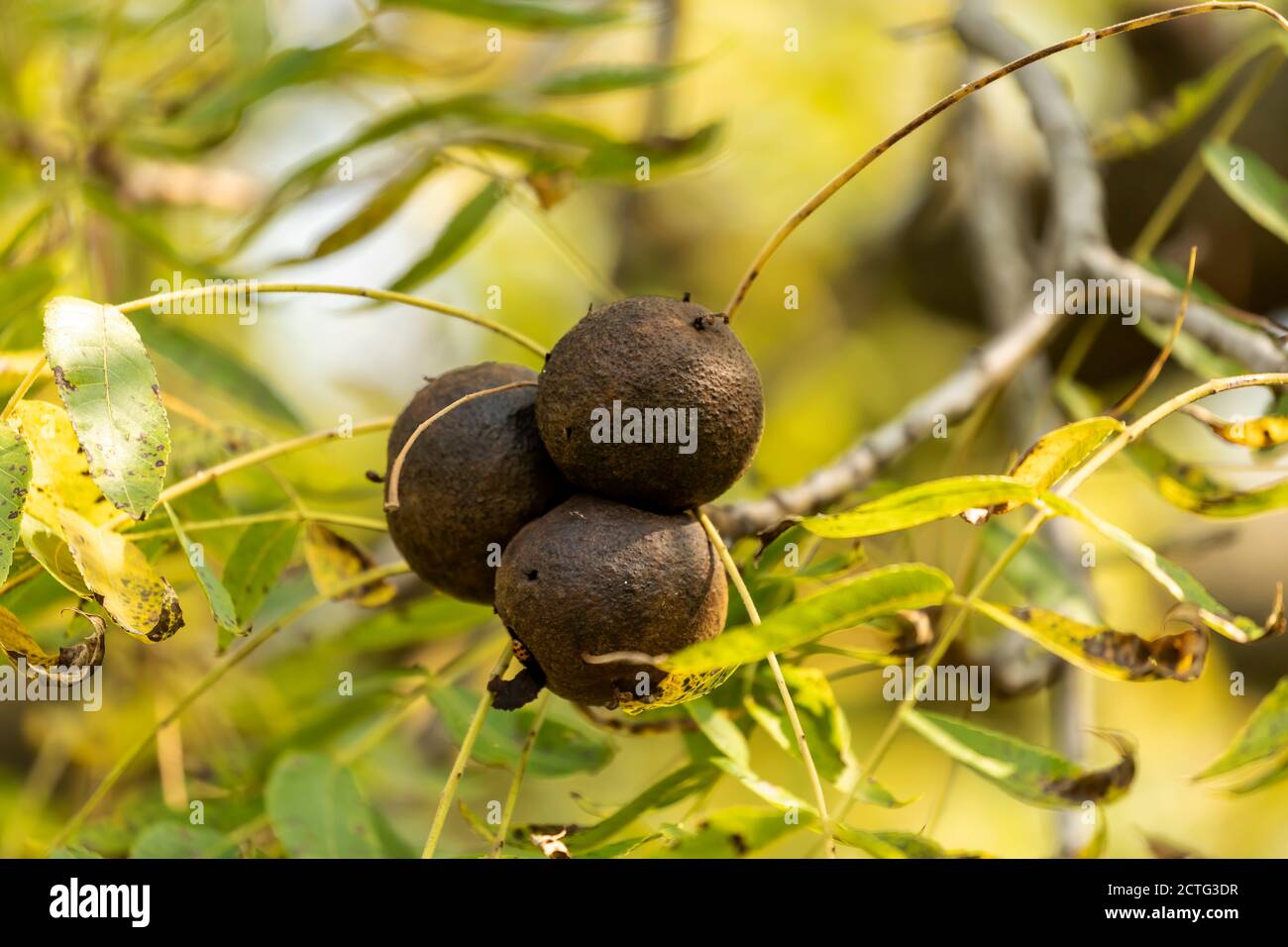 The eastern American black walnut. North American native plant Stock ...