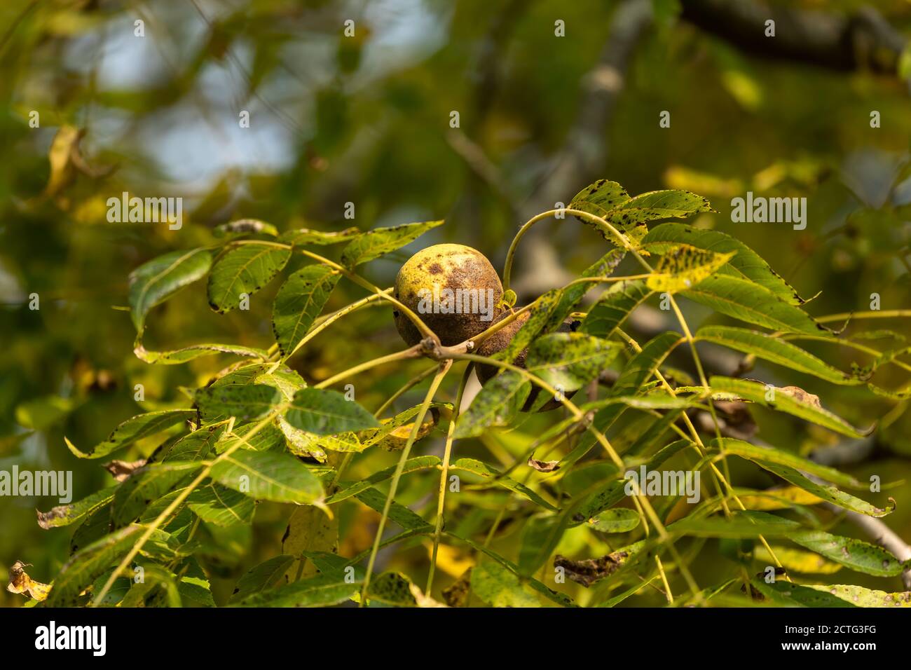 The eastern American black walnut. North American native plant Stock ...