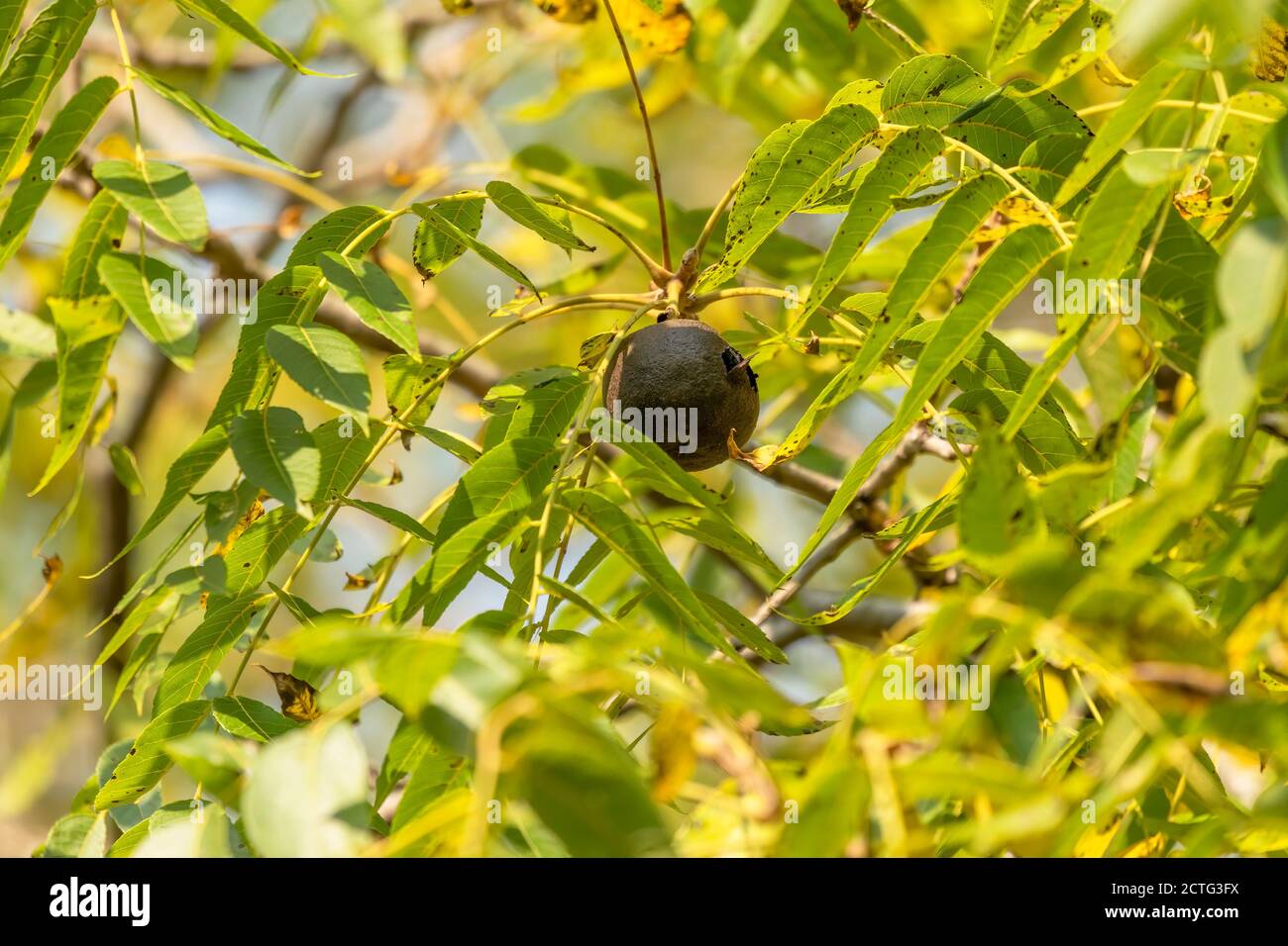 The eastern American black walnut. North American native plant Stock ...
