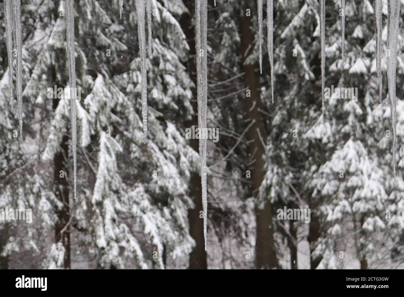 Big icicle winter snow forest white Stock Photo - Alamy