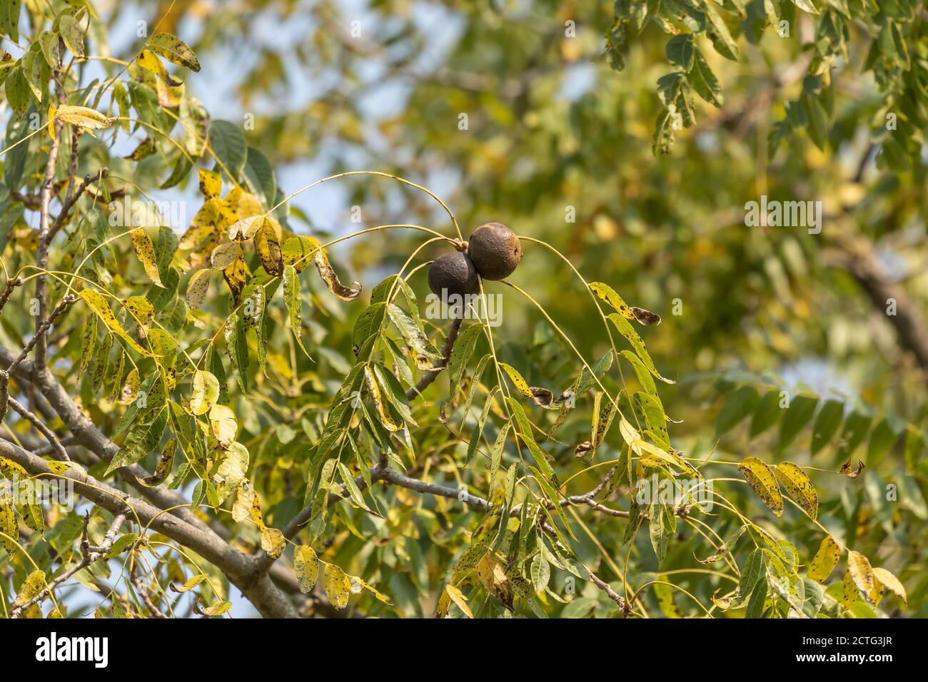 The eastern American black walnut. North American native plant Stock ...
