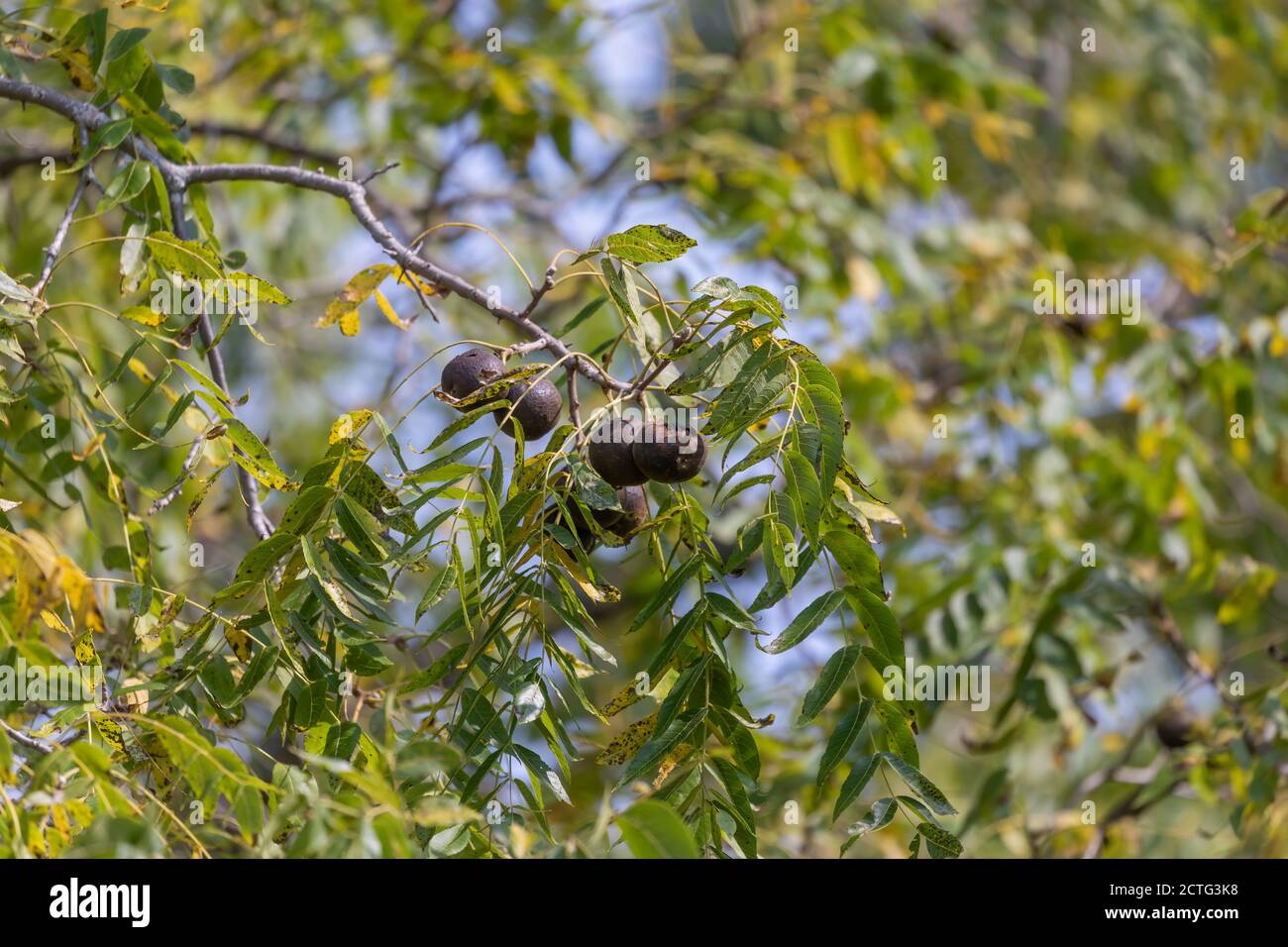 The eastern American black walnut. North American native plant Stock ...