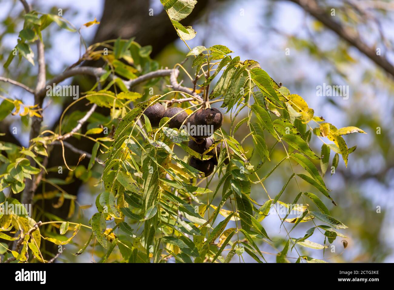 The eastern American black walnut. North American native plant Stock ...