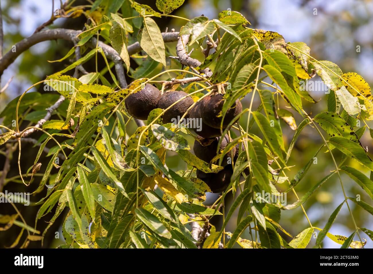 The eastern American black walnut. North American native plant Stock ...