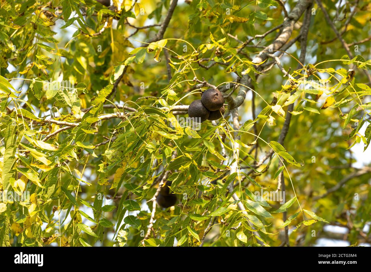 The eastern American black walnut. North American native plant Stock ...