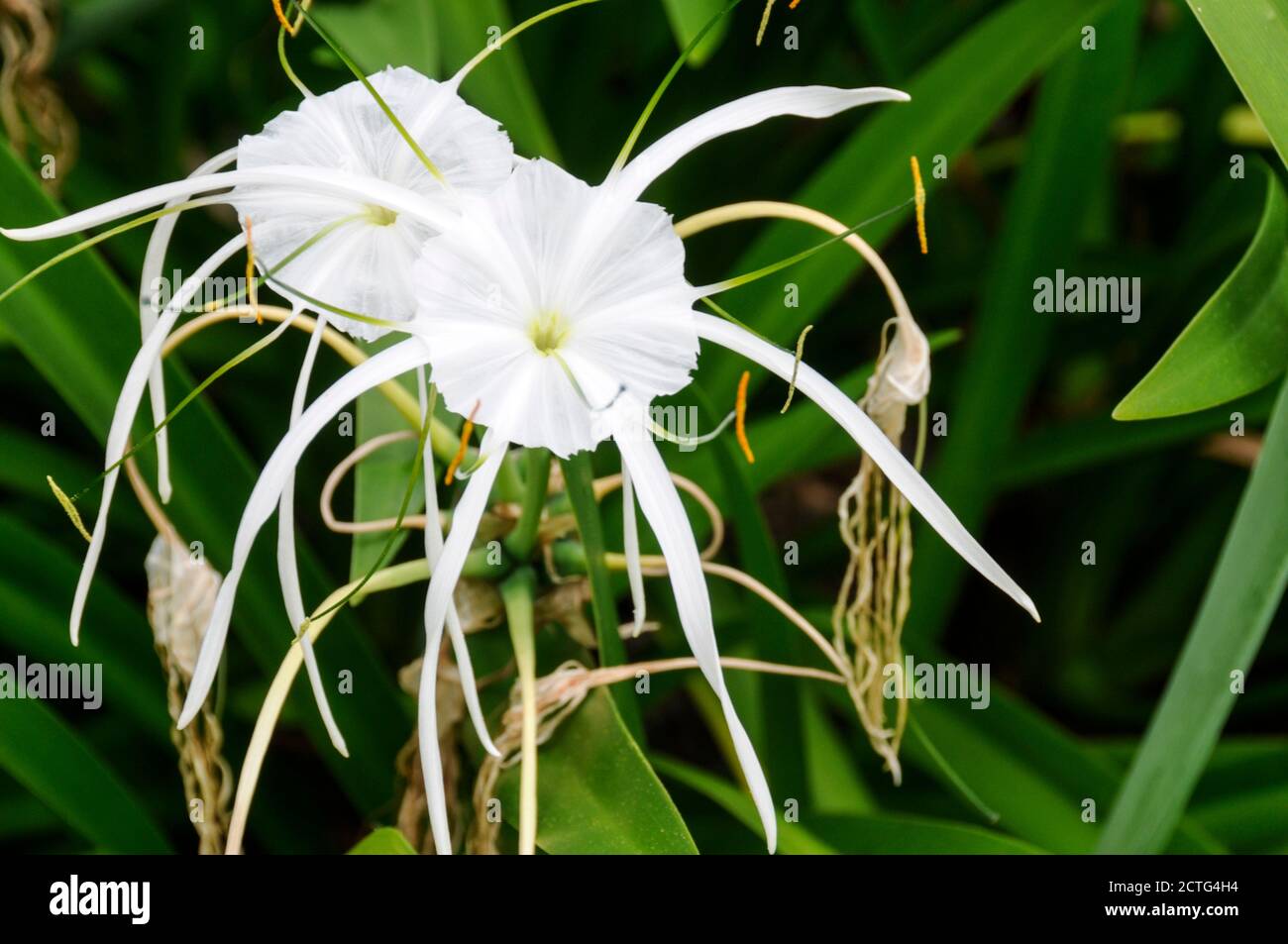 A common White Lilly -a native flower of Fiji in the South Pacific ...