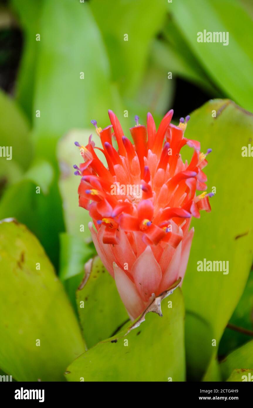 The Dwarf Red Ginger (Alpinia purpurea) is a native flower and ...