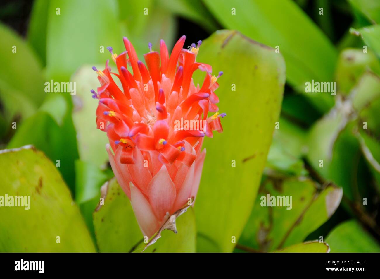 A Dwarf torch Ginger- a native flower of Fiji Stock Photo - Alamy