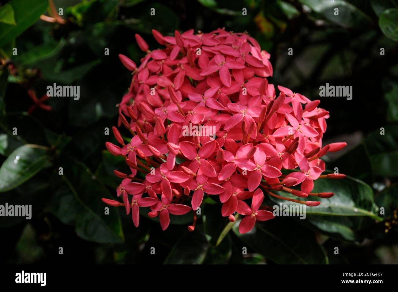A rare Pink Ixora - Fiji tropical Hibiscus tree plant in Fiji in the ...