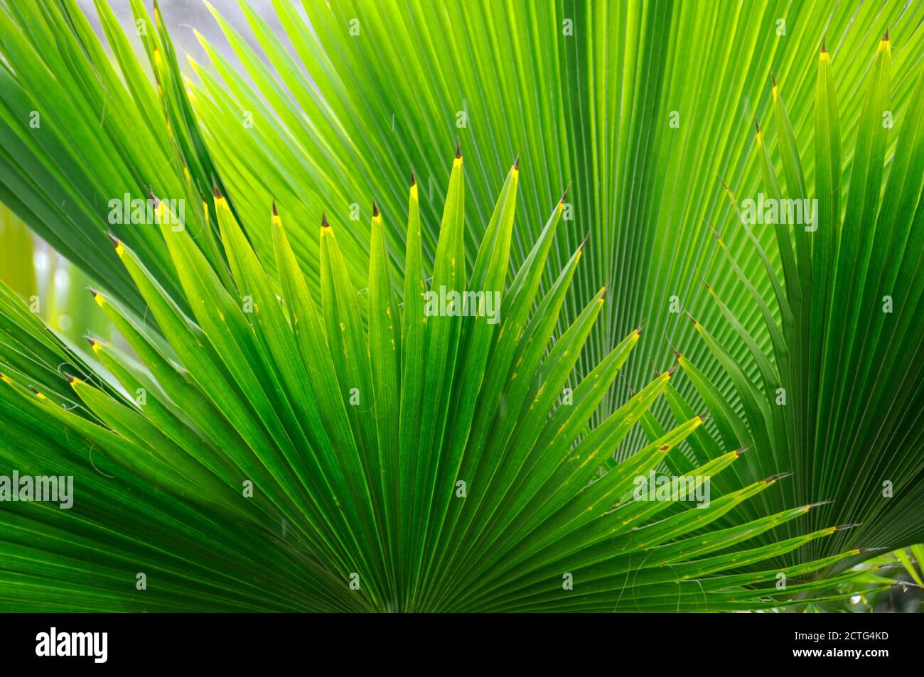 A Fern palm in Fiji Stock Photo - Alamy