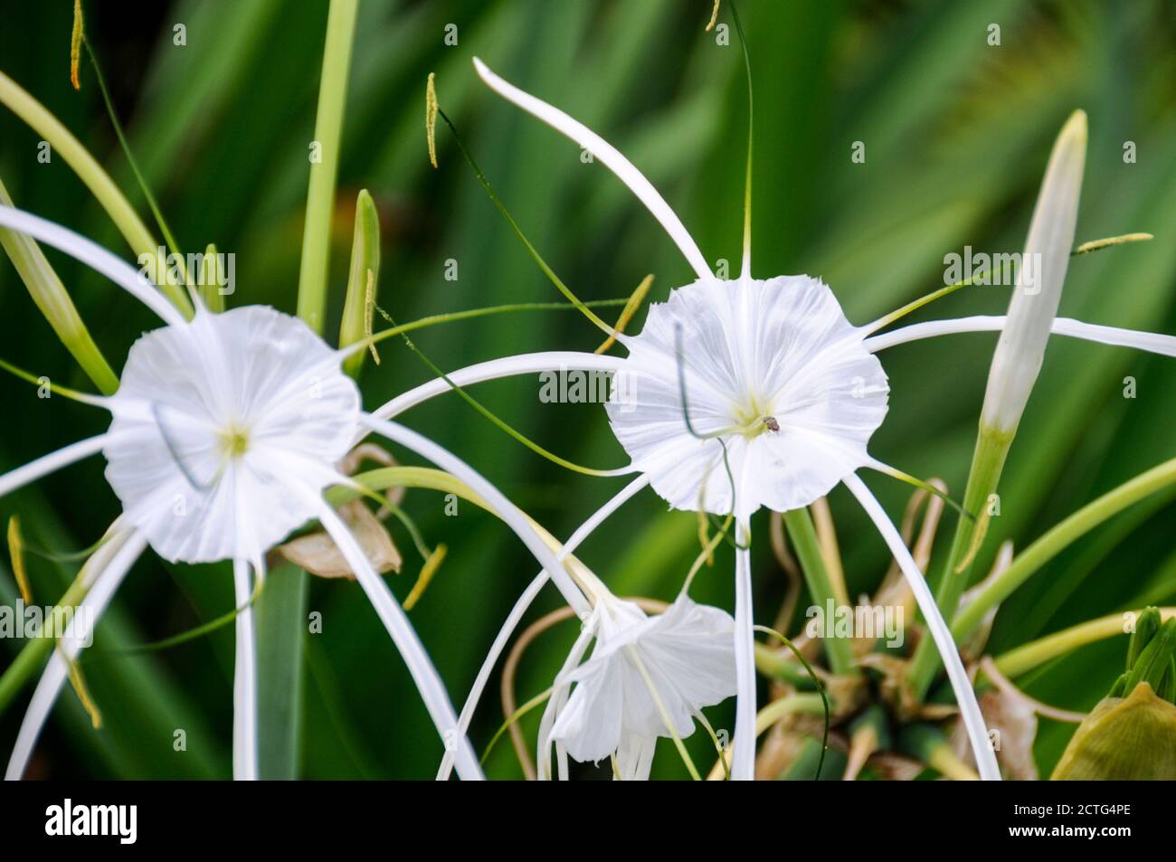 A common White Lilly -a native flower of Fiji in the South Pacific ...