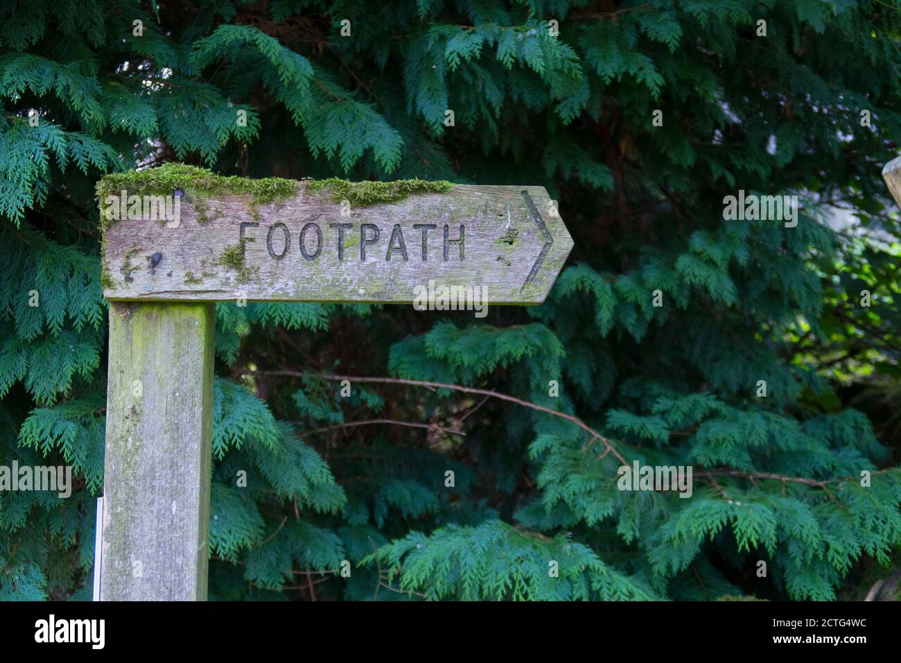 Moss covered trail hi-res stock photography and images - Alamy