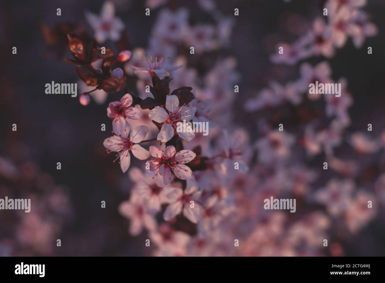 Pink cherry blossom trees hi-res stock photography and images - Alamy