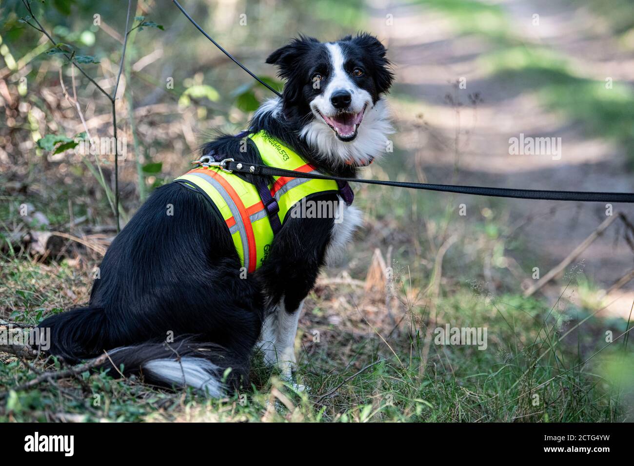 Dog ginger hi-res stock photography and images - Alamy