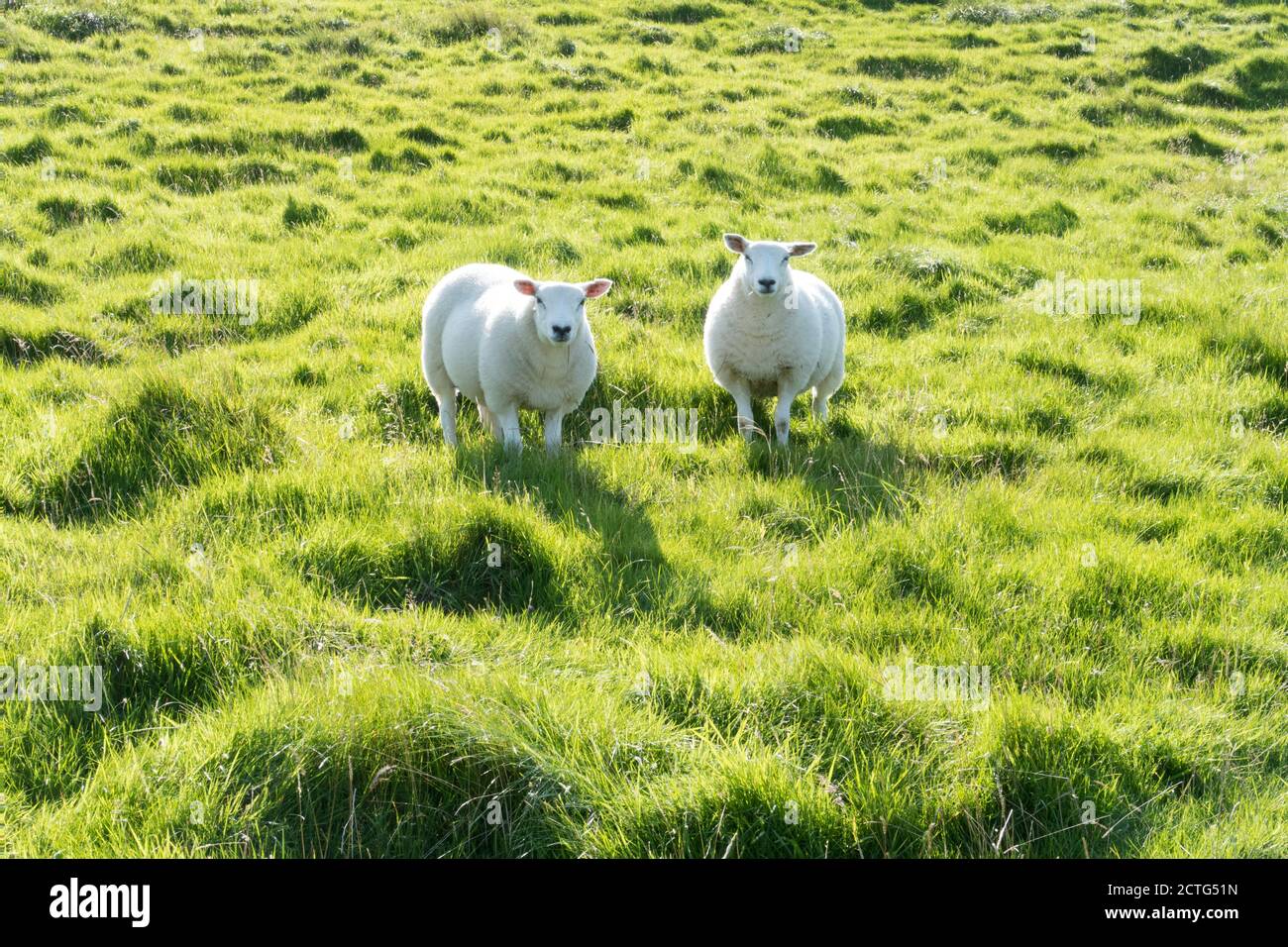 Two sheep in a field of grass on a hot sunny day in the Peak District ...