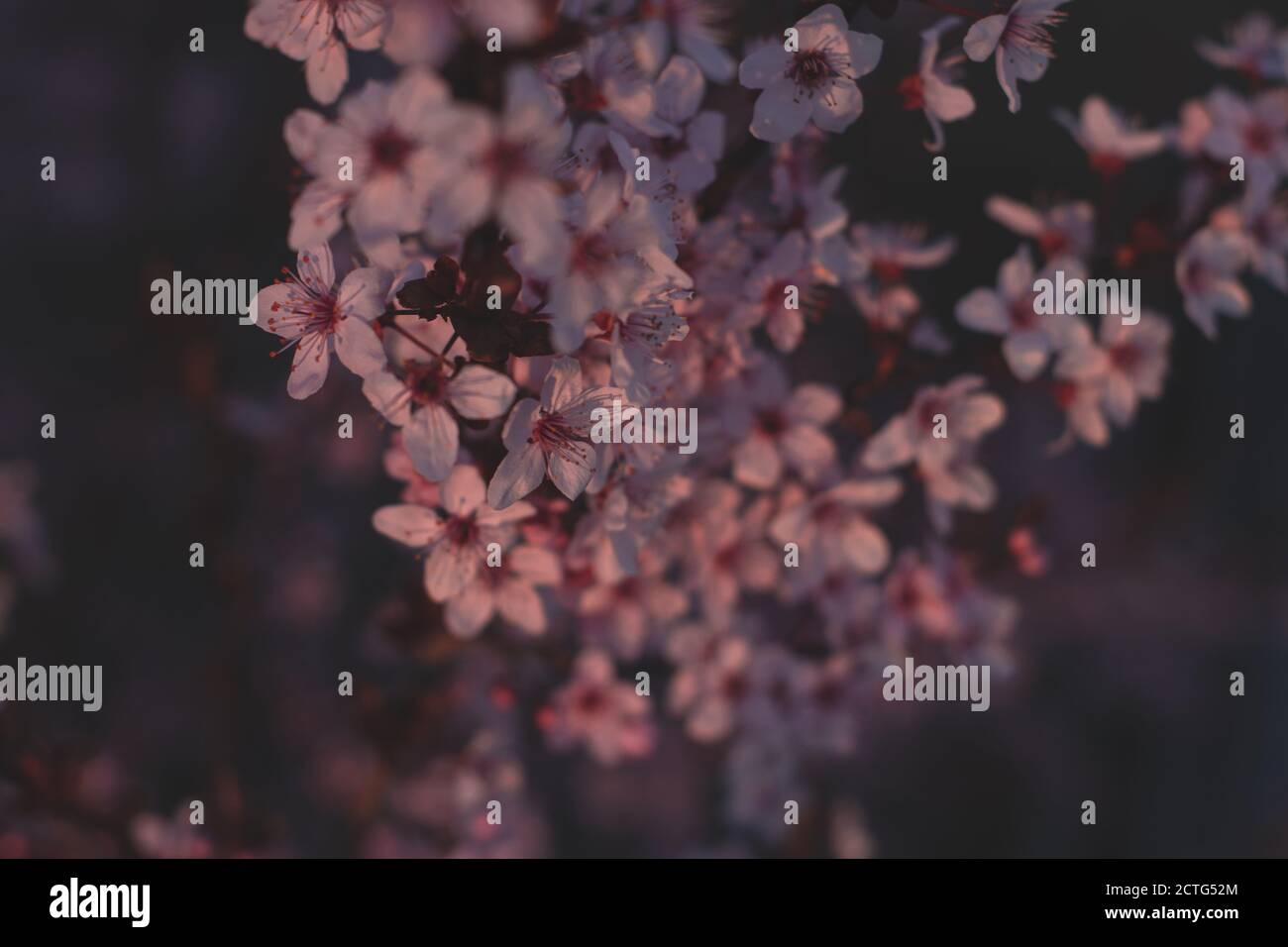 Spring flowers, blossom, nature Stock Photo - Alamy