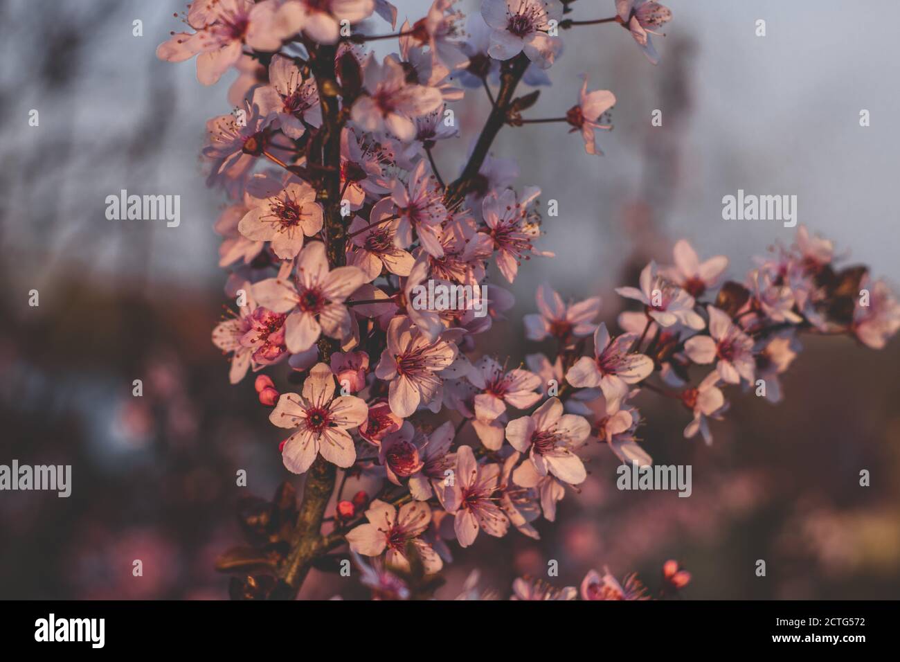 Spring flowers, blossom, nature Stock Photo - Alamy