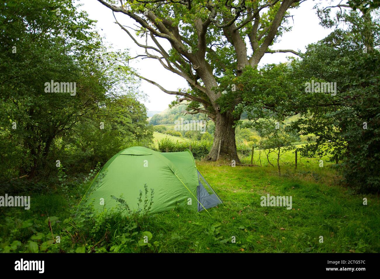tent wild camping in beautiful green woodland scenerry Stock Photo - Alamy