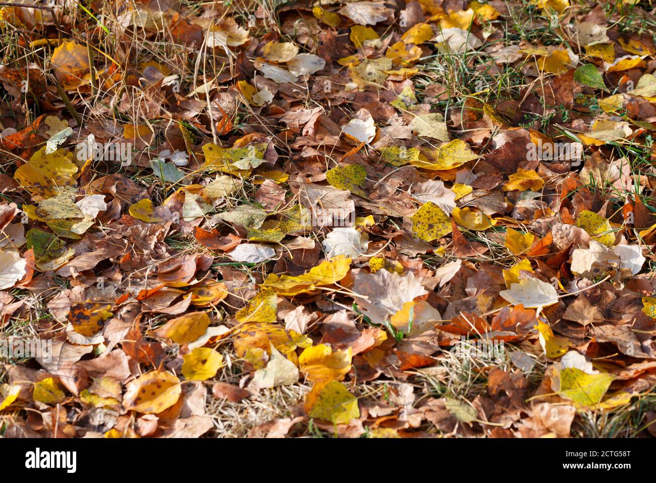 Colorful autumn leaves carpet under the soft october sun Stock Photo ...