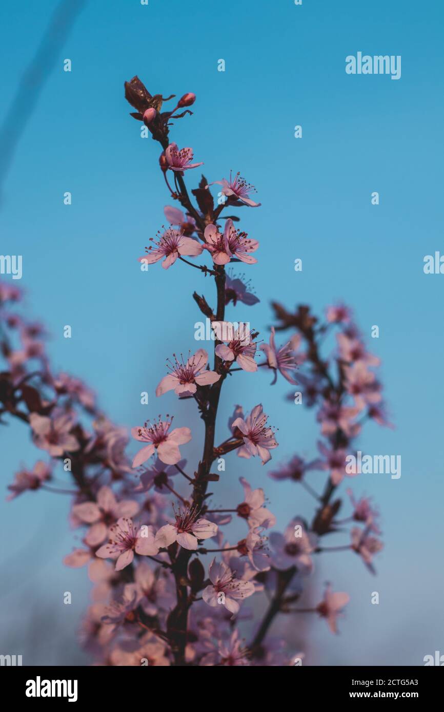 Spring Blossom Trees High Resolution Stock Photography and Images - Alamy