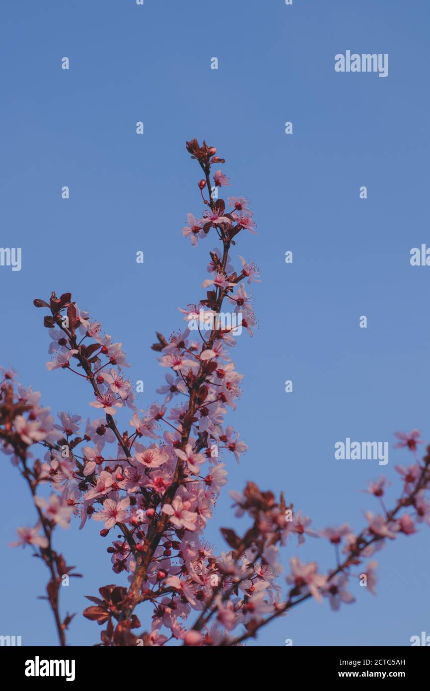 Dc spring landscape hi-res stock photography and images - Alamy