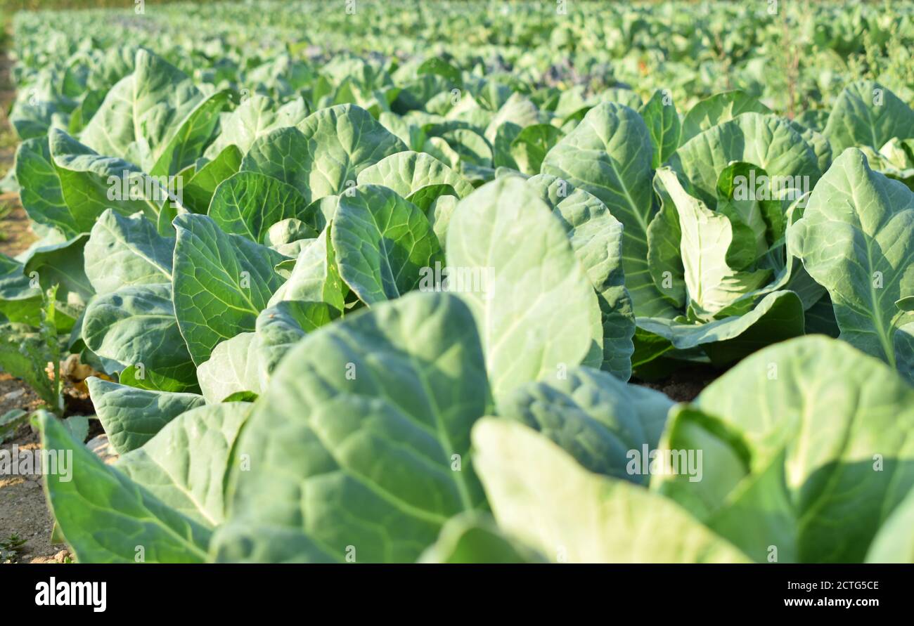 Pointed cabbage brassica oleracea hi-res stock photography and images ...