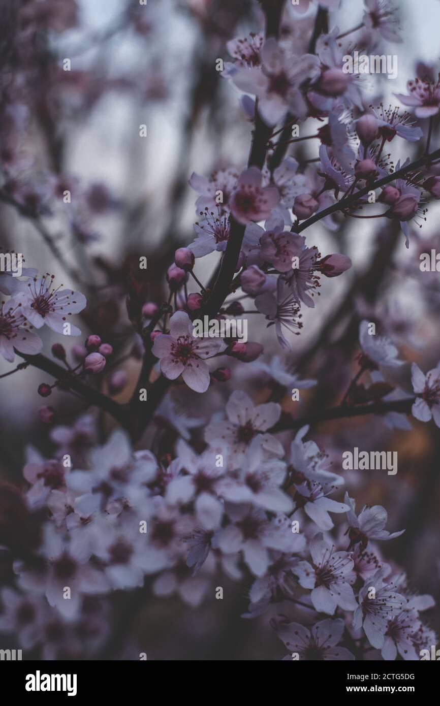 Spring flowers, blossom, nature Stock Photo - Alamy