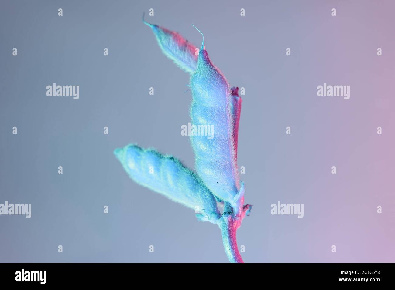 Beautiful broad bean f in neon light. Minimalism retro style concept ...