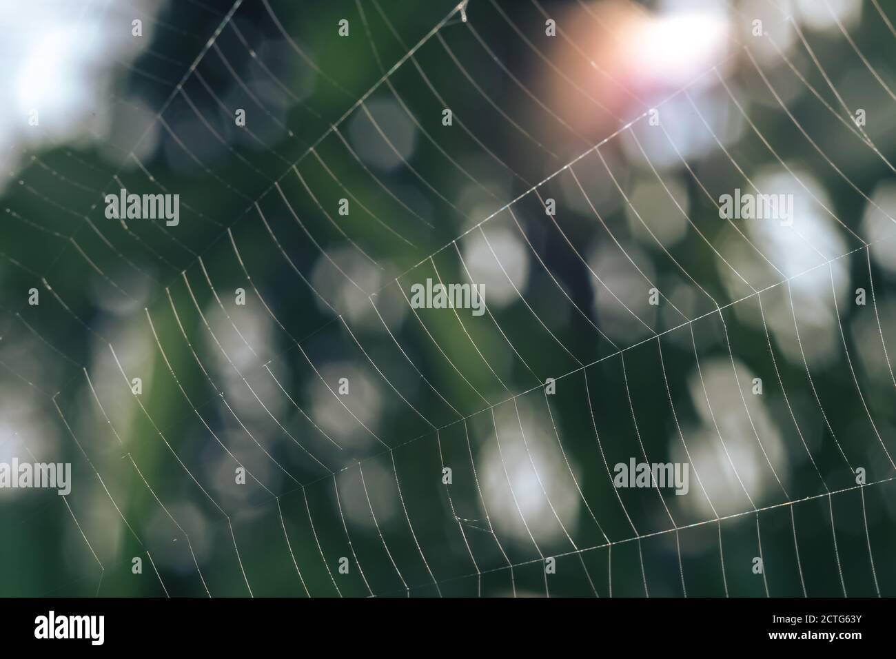 Cobweb or spider's web against a natural background, Dew on a spider ...