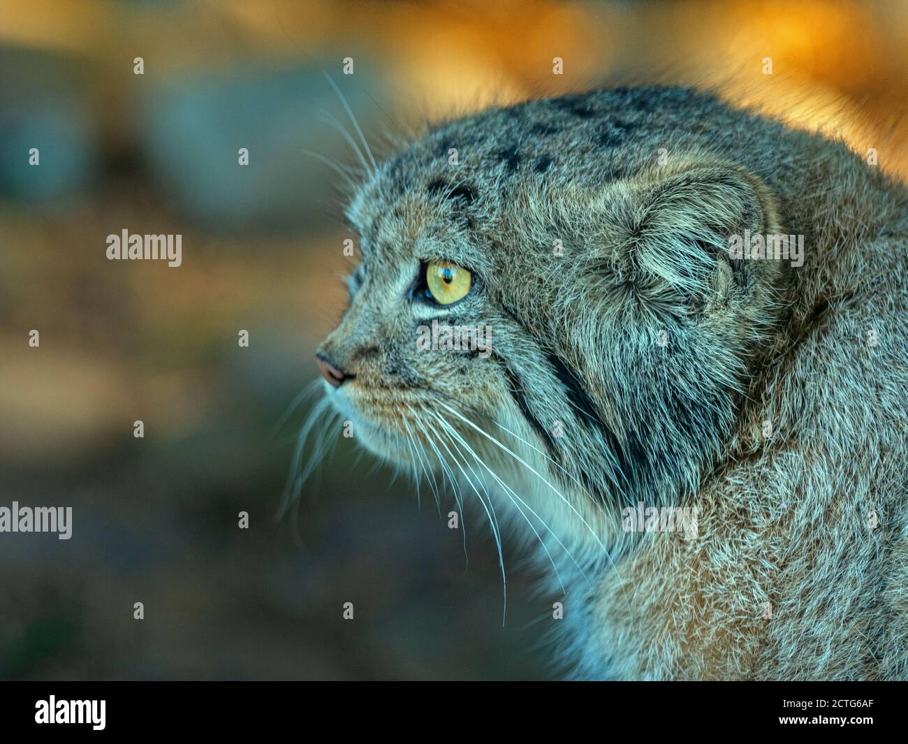 Pallas's cat Otocolobus manul portrait Stock Photo - Alamy