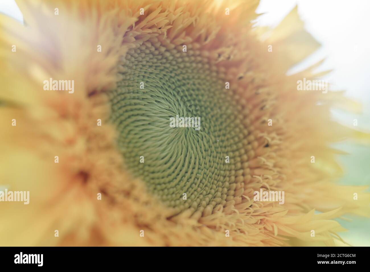 Close up beautiful young yellow flower of a sunflower on a background ...
