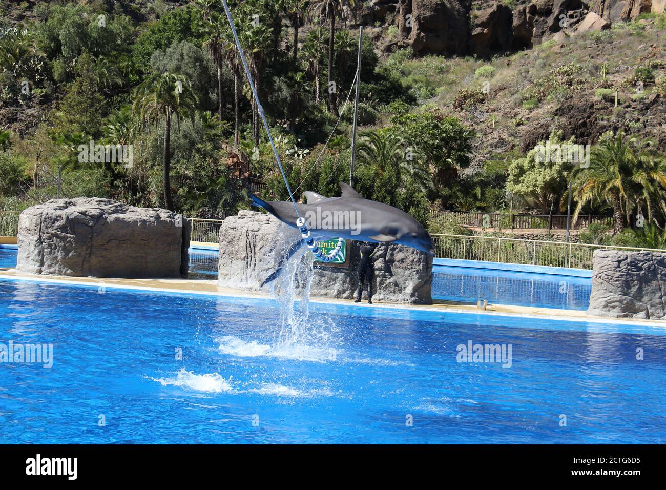 Delphin hi-res stock photography and images - Alamy