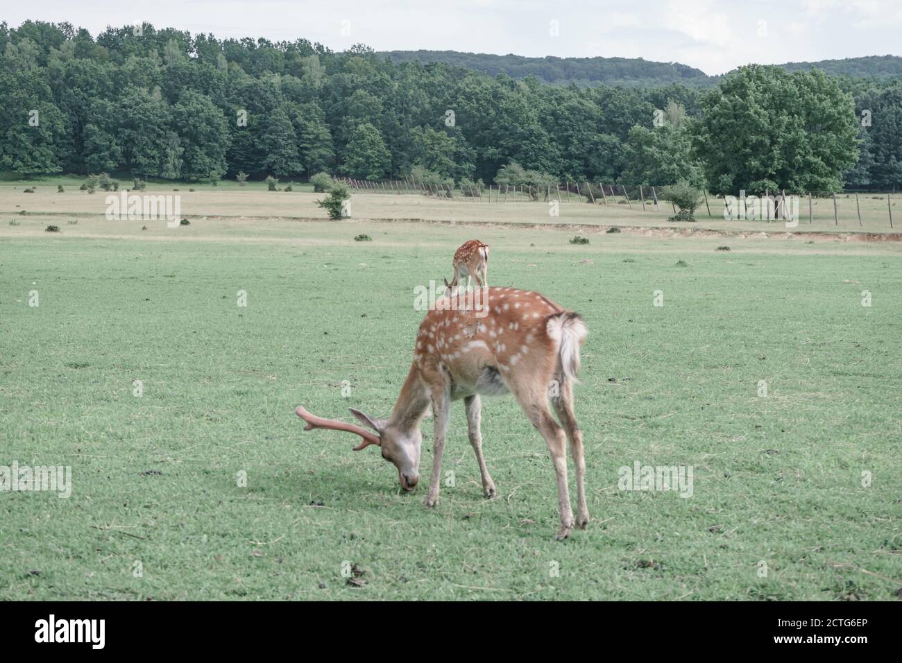 Deer farm in the meadow beautiful landscape mountain background Stock ...