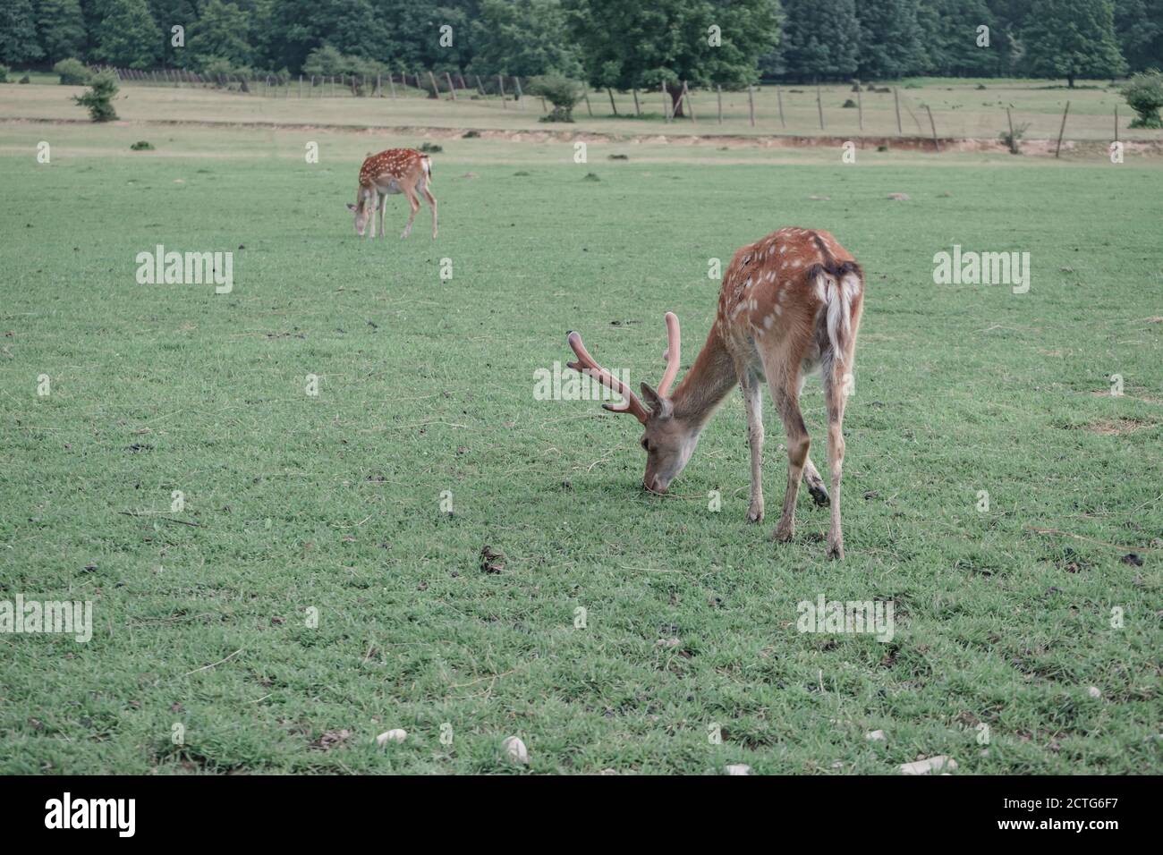 Deer farm in the meadow beautiful landscape mountain background Stock ...