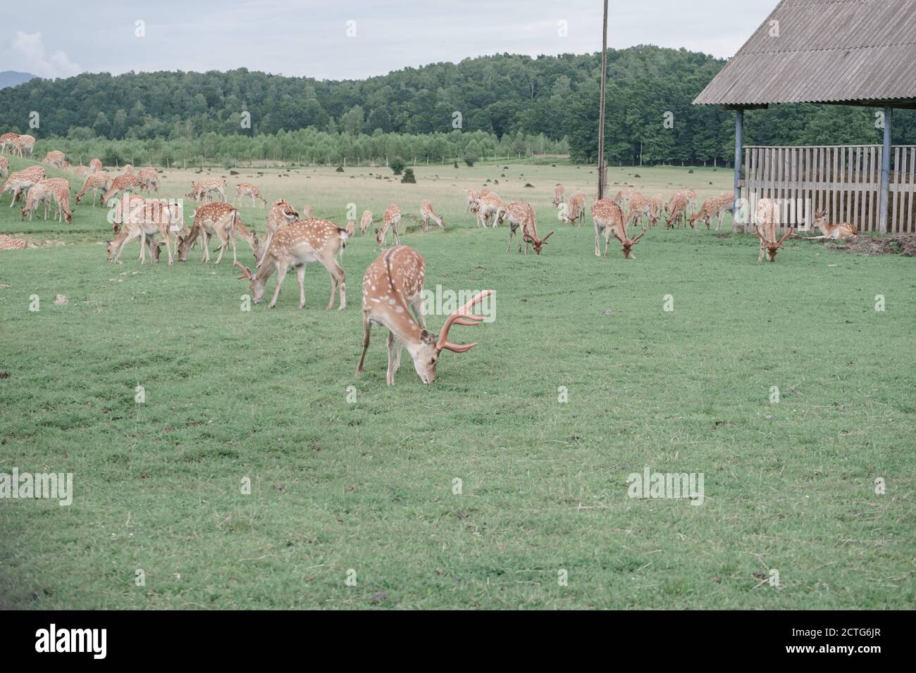 Deer farm in the meadow beautiful landscape mountain background Stock ...